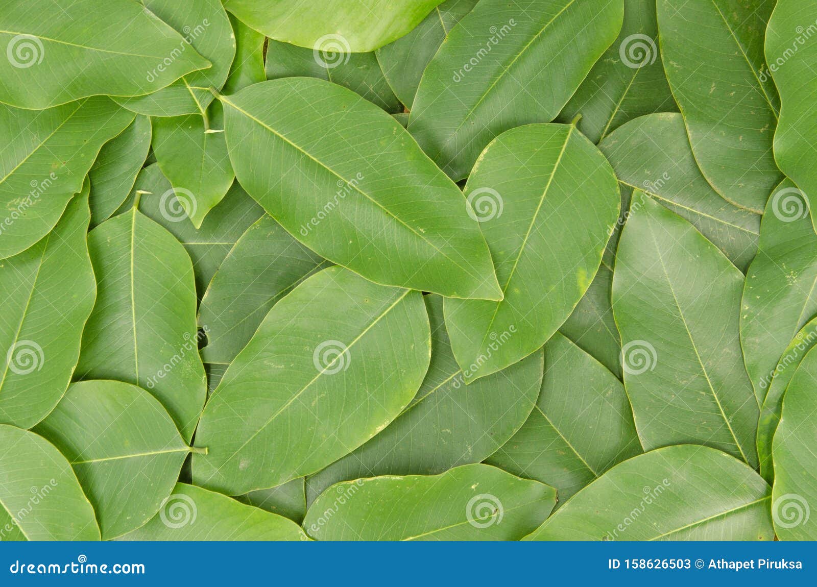 Pattern Details of Overlap Green Leaves Stock Image - Image of ...