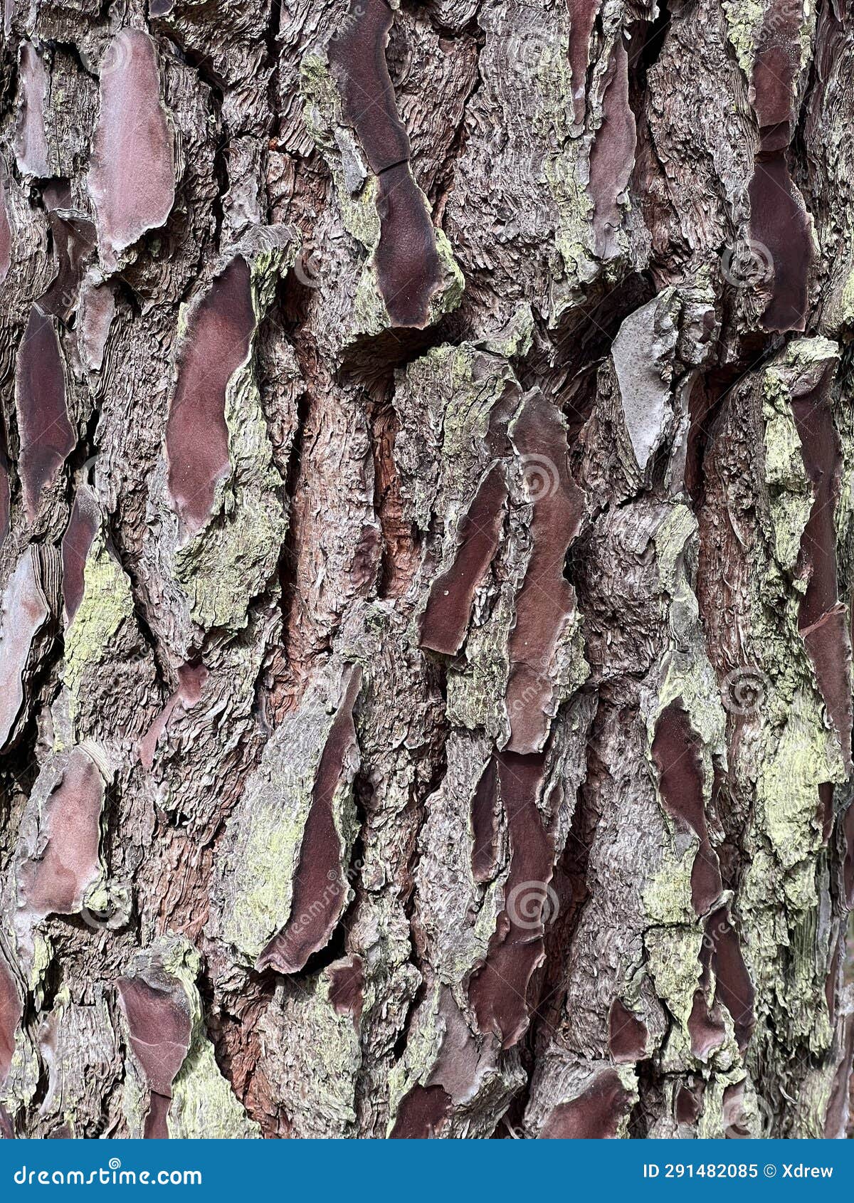 Pine tree bark stock image. Image of wall, pine, autumn - 291482085