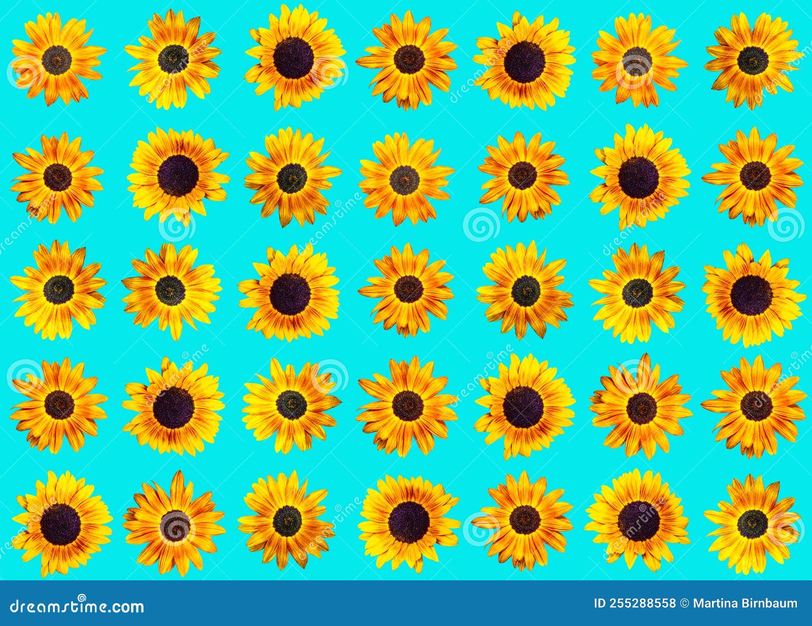 Pattern of Different Sunflowers on a Turquoise Background Stock Photo ...