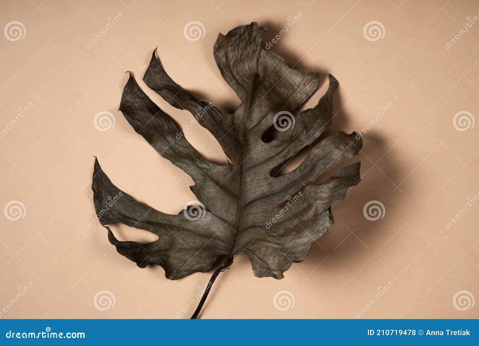 Pattern of Dried Monstera Leaves. Beige Background of Dried Monstera ...