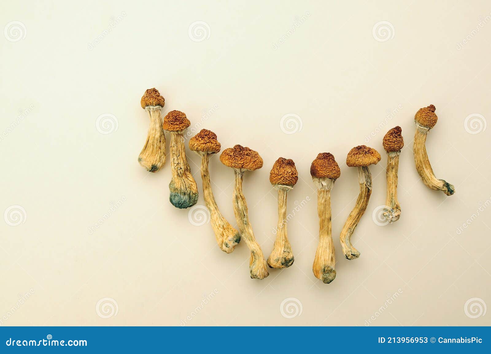 Pattern of Dried Psilocybe Cubensis on White Backfround, Flat Lay Stock ...