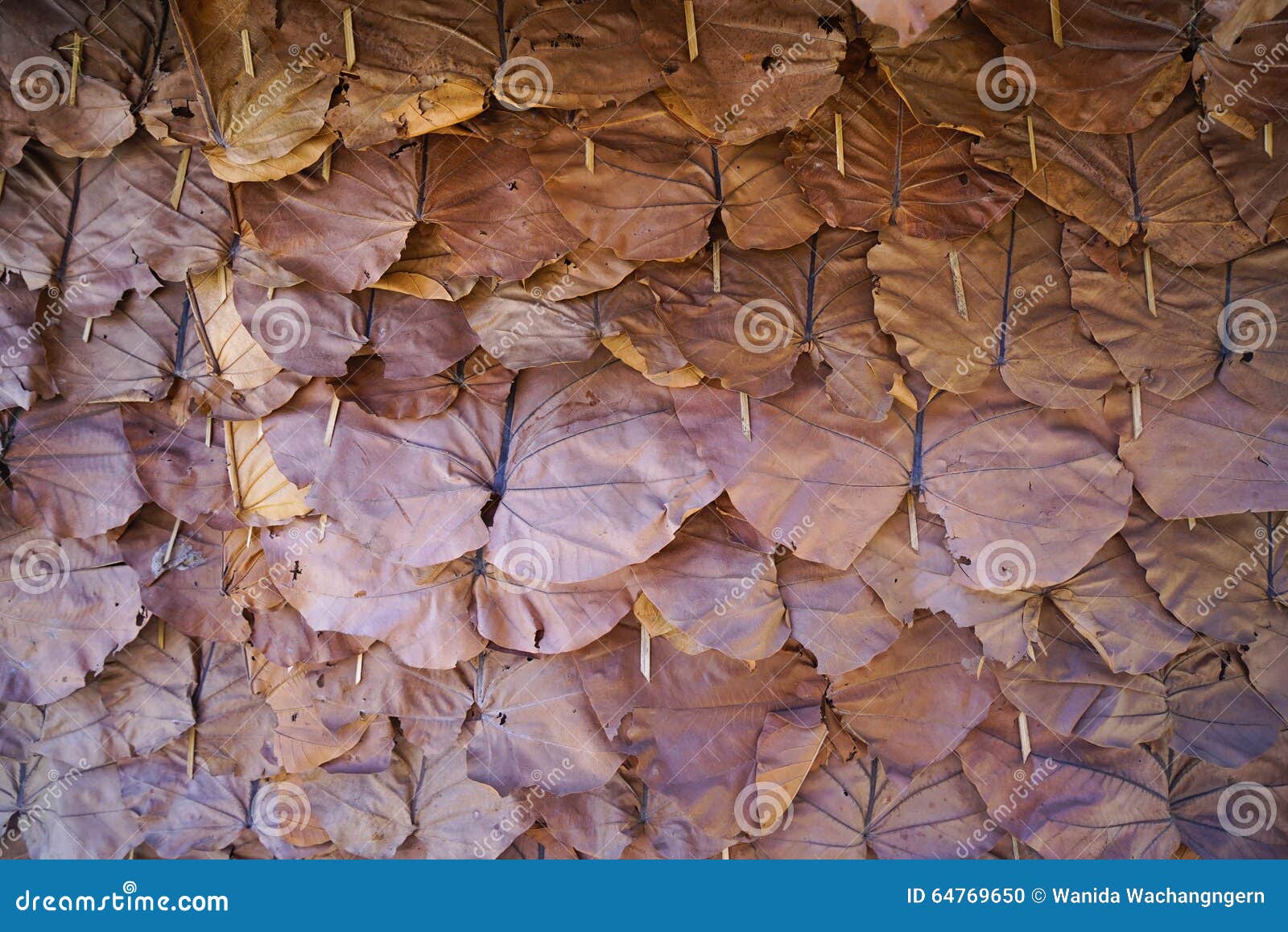 Pattern dry leaf roof stock photo. Image of grass, tribe - 64769650