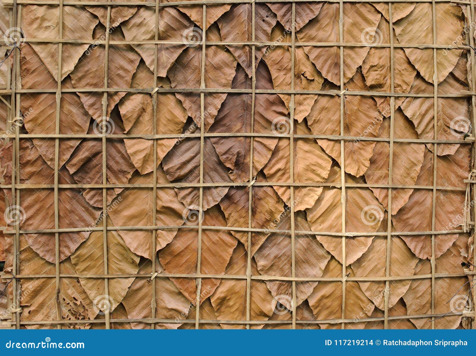 Pattern of a Dry Leaf Use As Wall Stock Photo - Image of tree, home ...