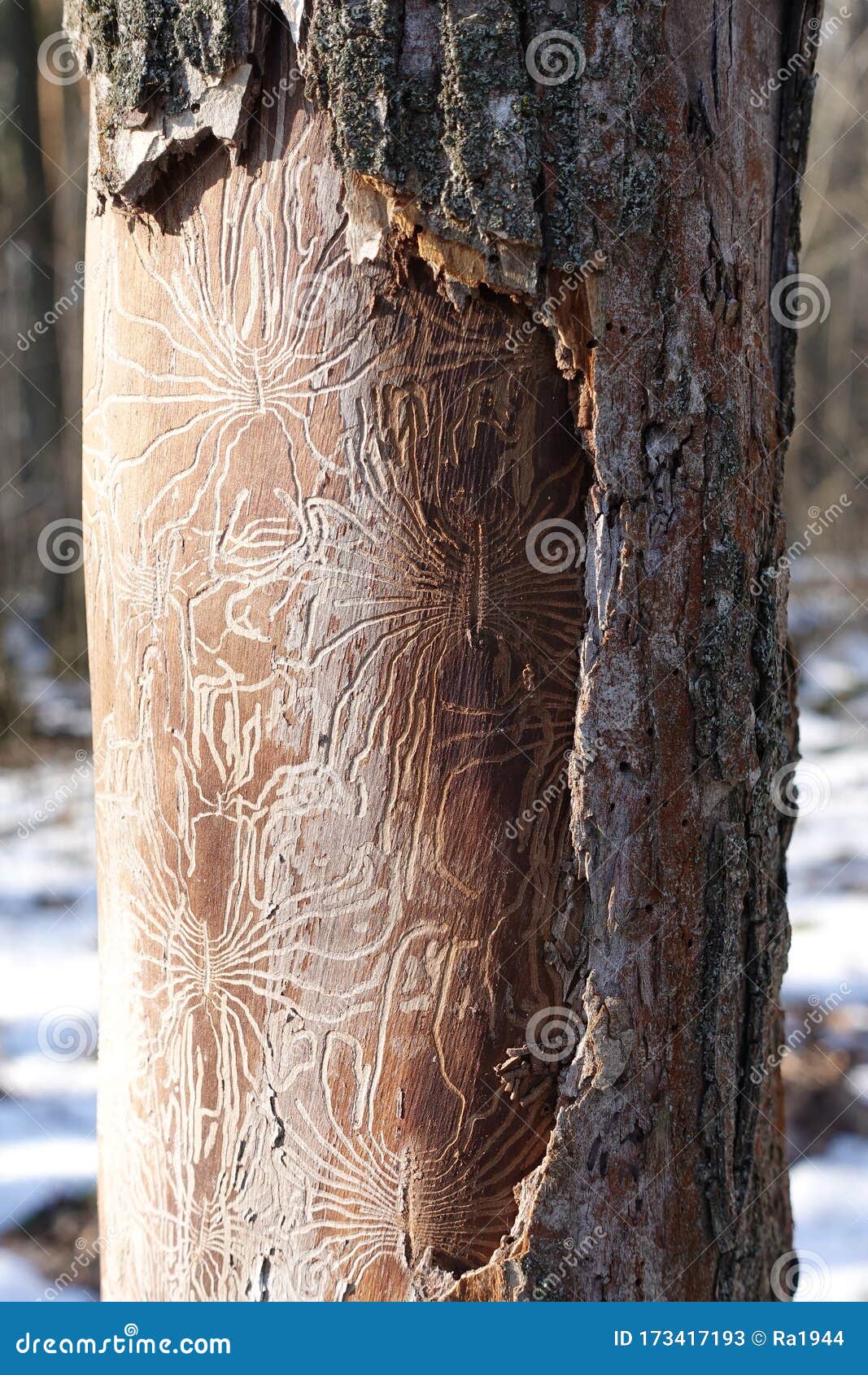 A Pattern On A Dry Tree Is Left By A Bark Beetle, Termites Destroy The ...