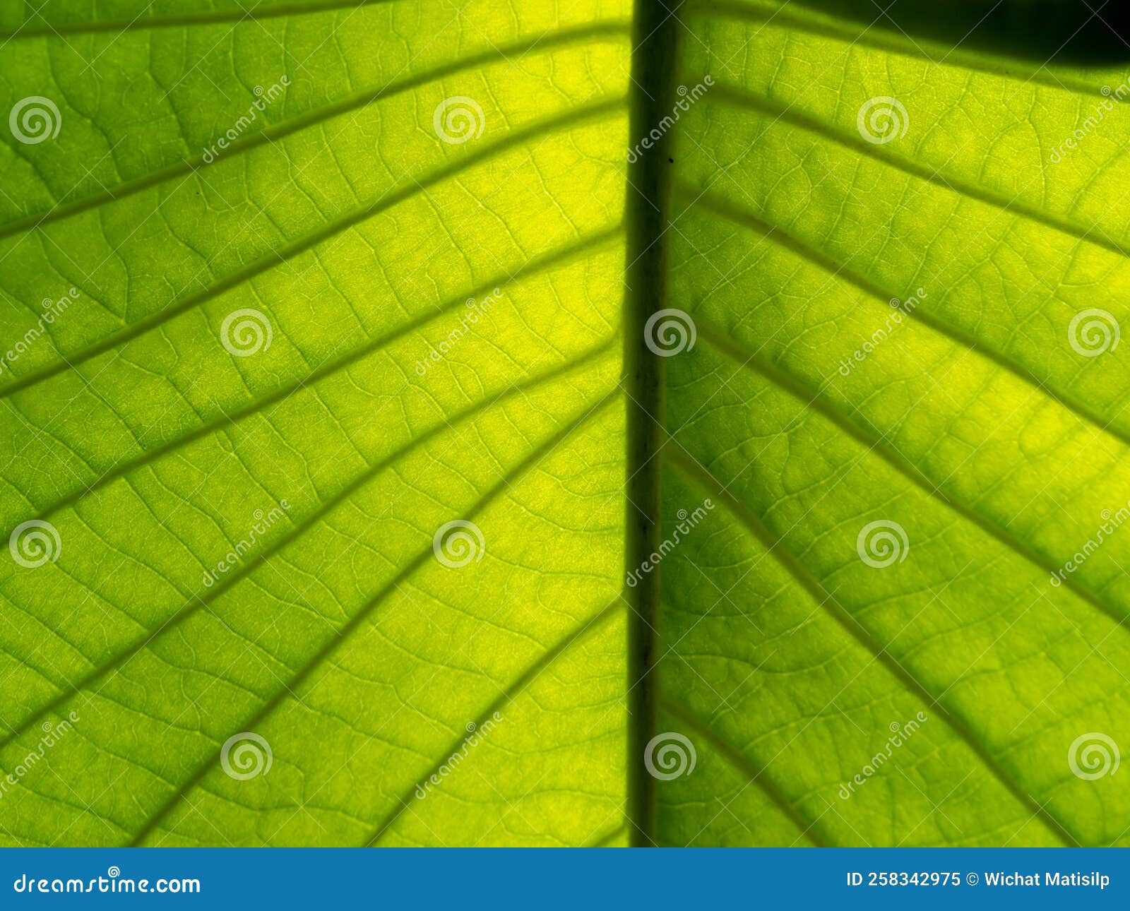Pattern of Elephant Climber Bright Leaf Stock Image - Image of nervosa ...