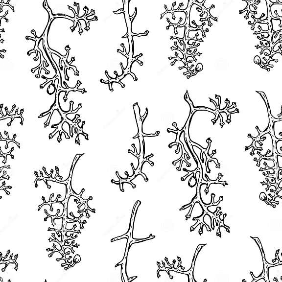 Pattern of Empty Vine Branches Isolated on a White Background Hand ...