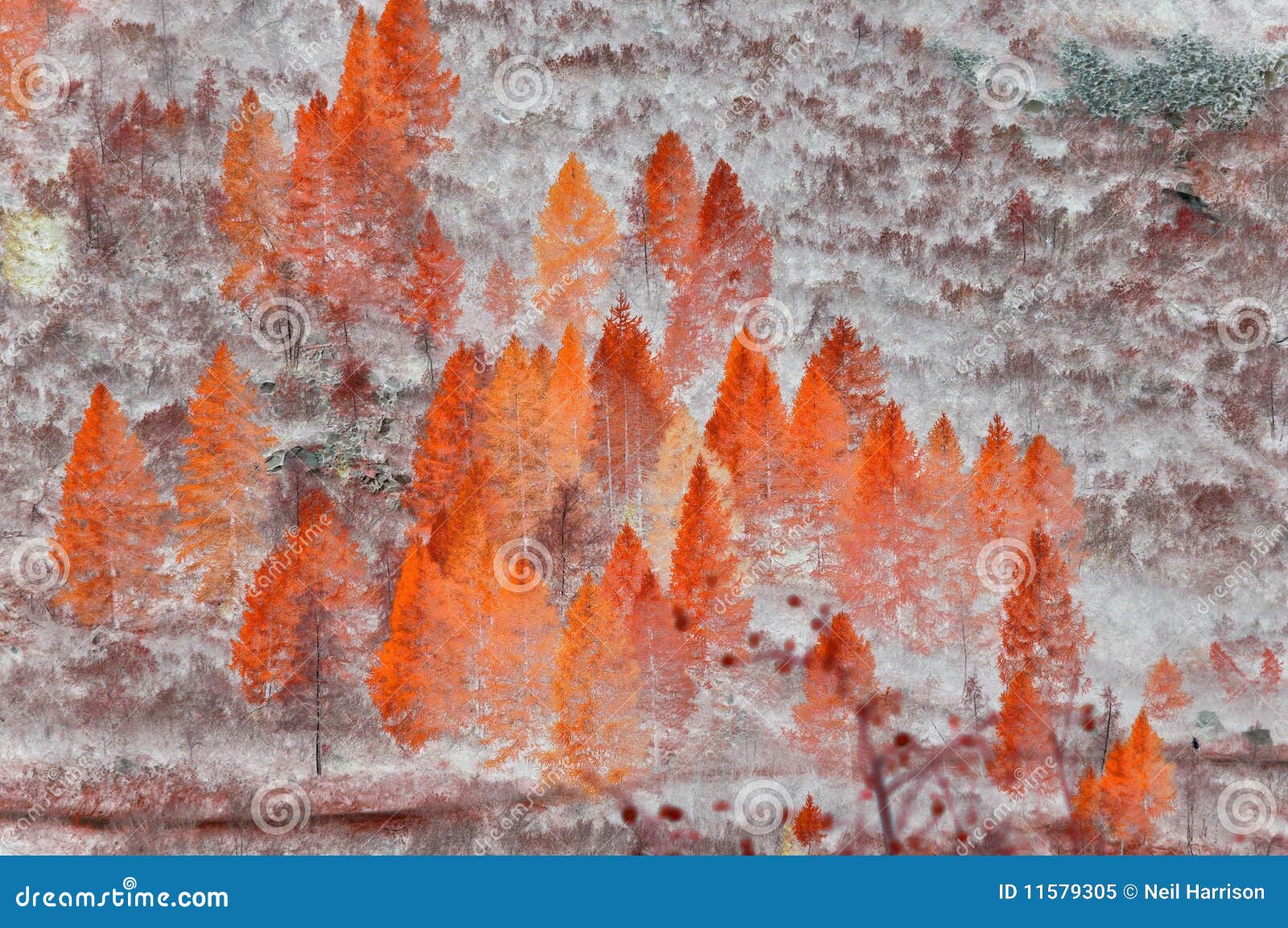 Pattern of fall colors stock image. Image of leaves, grow - 11579305