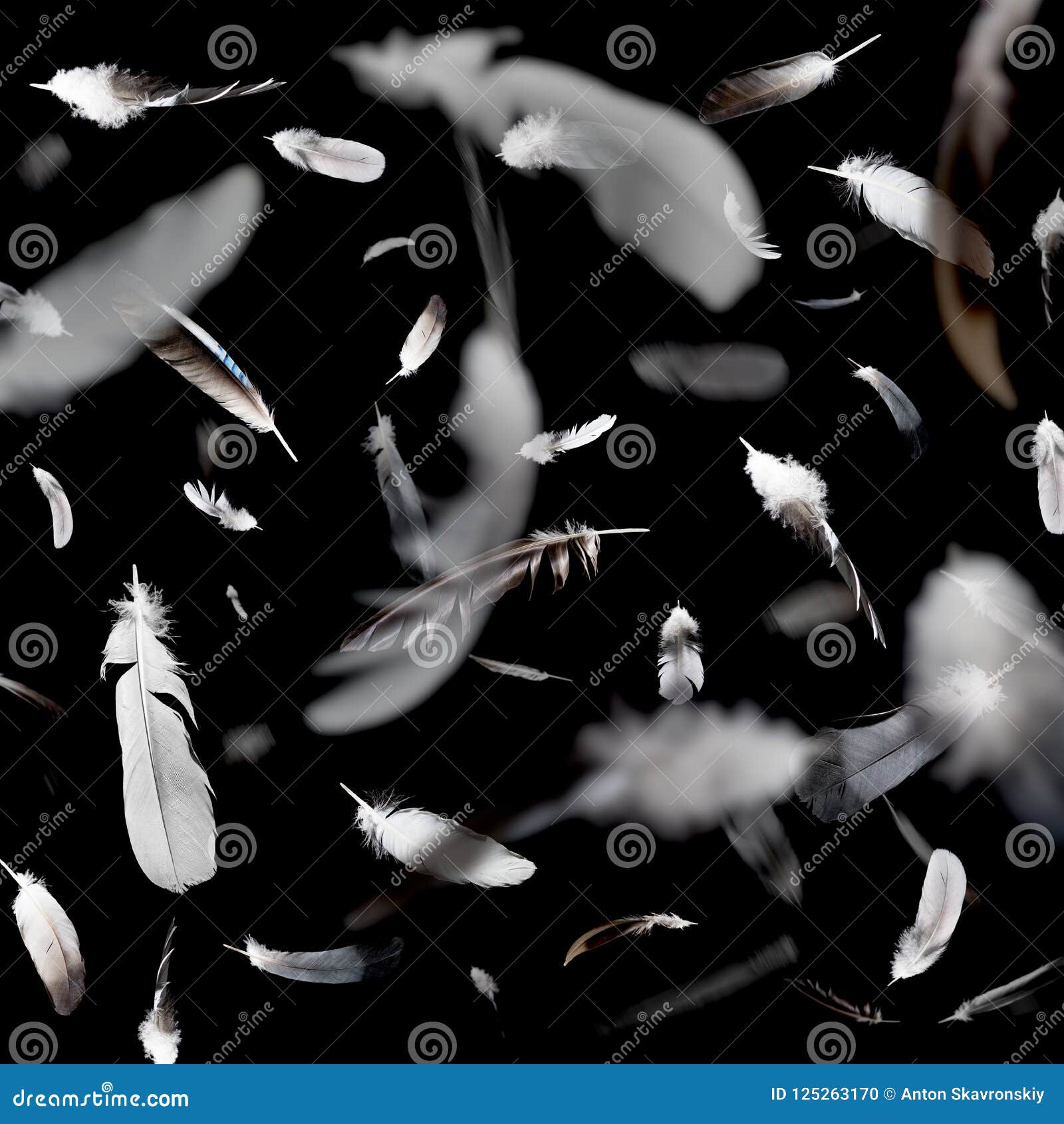 Crow Feathers Wallpaper