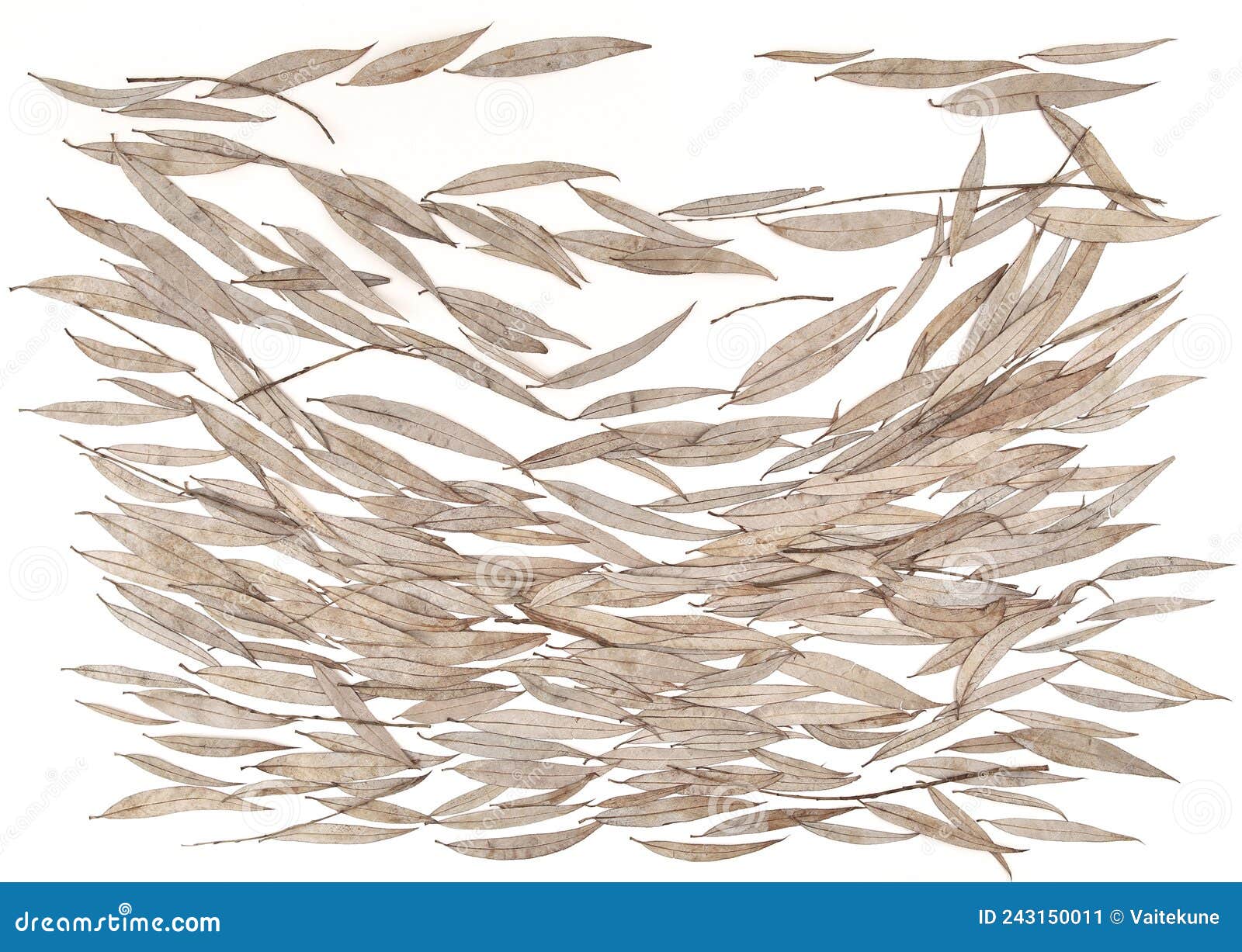 Dry Willow Leaves Isolated on White Background. Stock Image - Image of ...