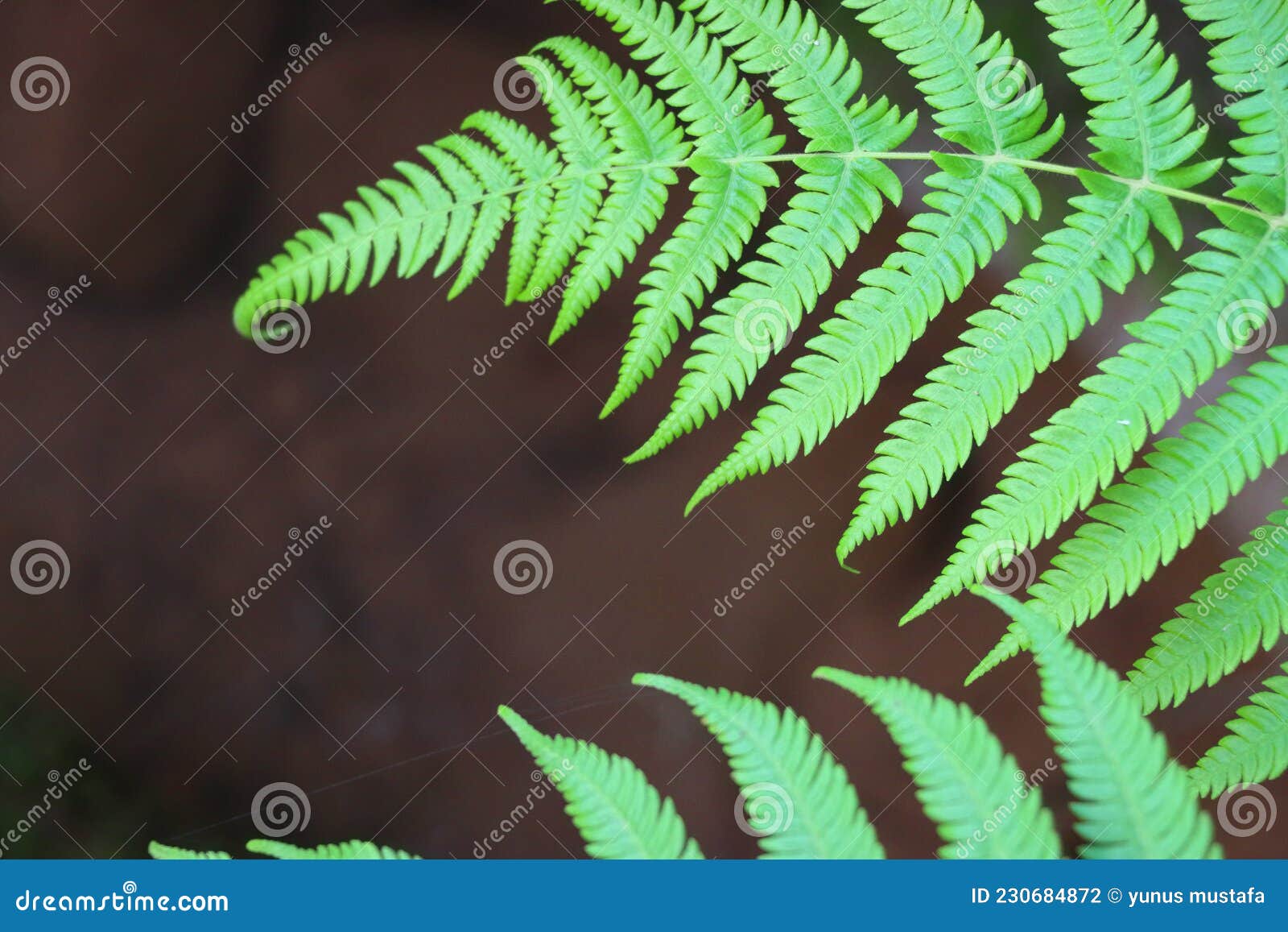 Himalayan Forests Royalty-Free Stock Photography | CartoonDealer.com ...