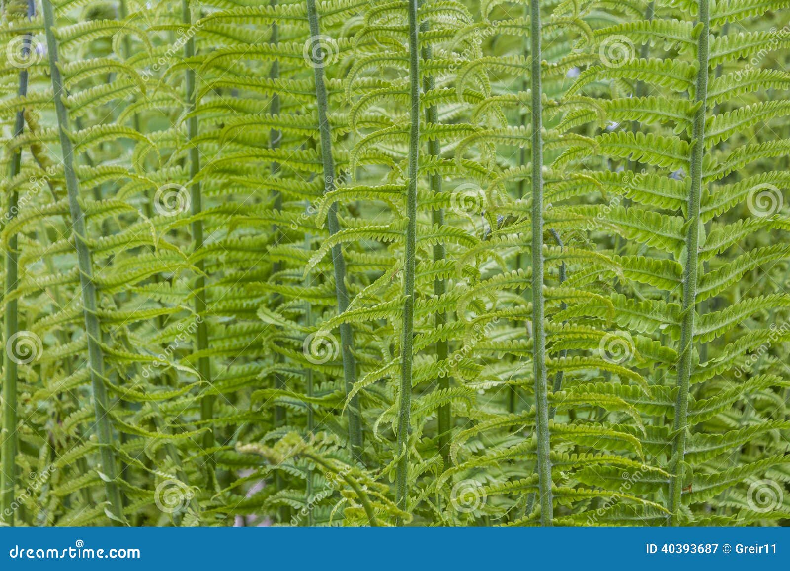 Pattern of Fern Leaves and Stalks Stock Image - Image of life, plant ...