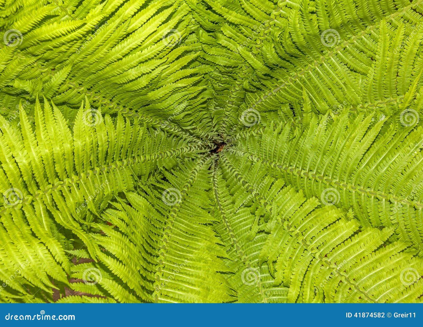 Pattern of Fern Leaves and Stalks Stock Photo - Image of sprout, botany ...