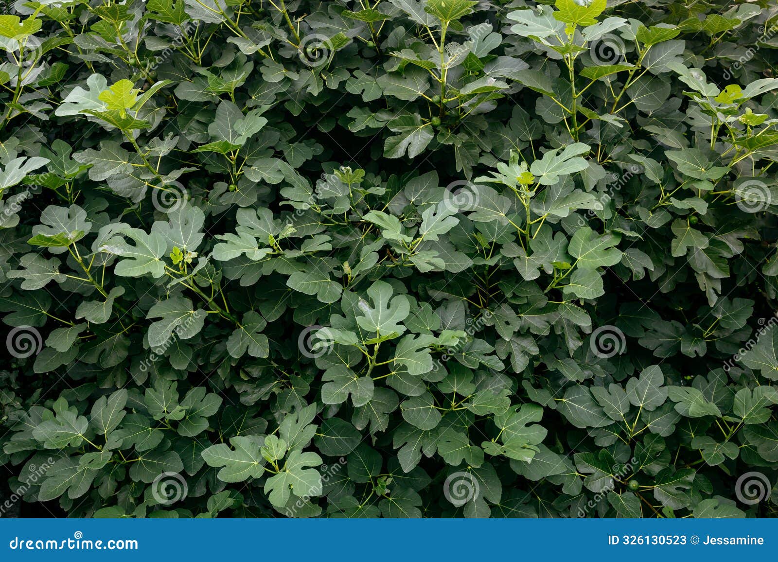 Pattern of Fig Tree Leaves in Early Summer with Unripe Figs Stock Image ...