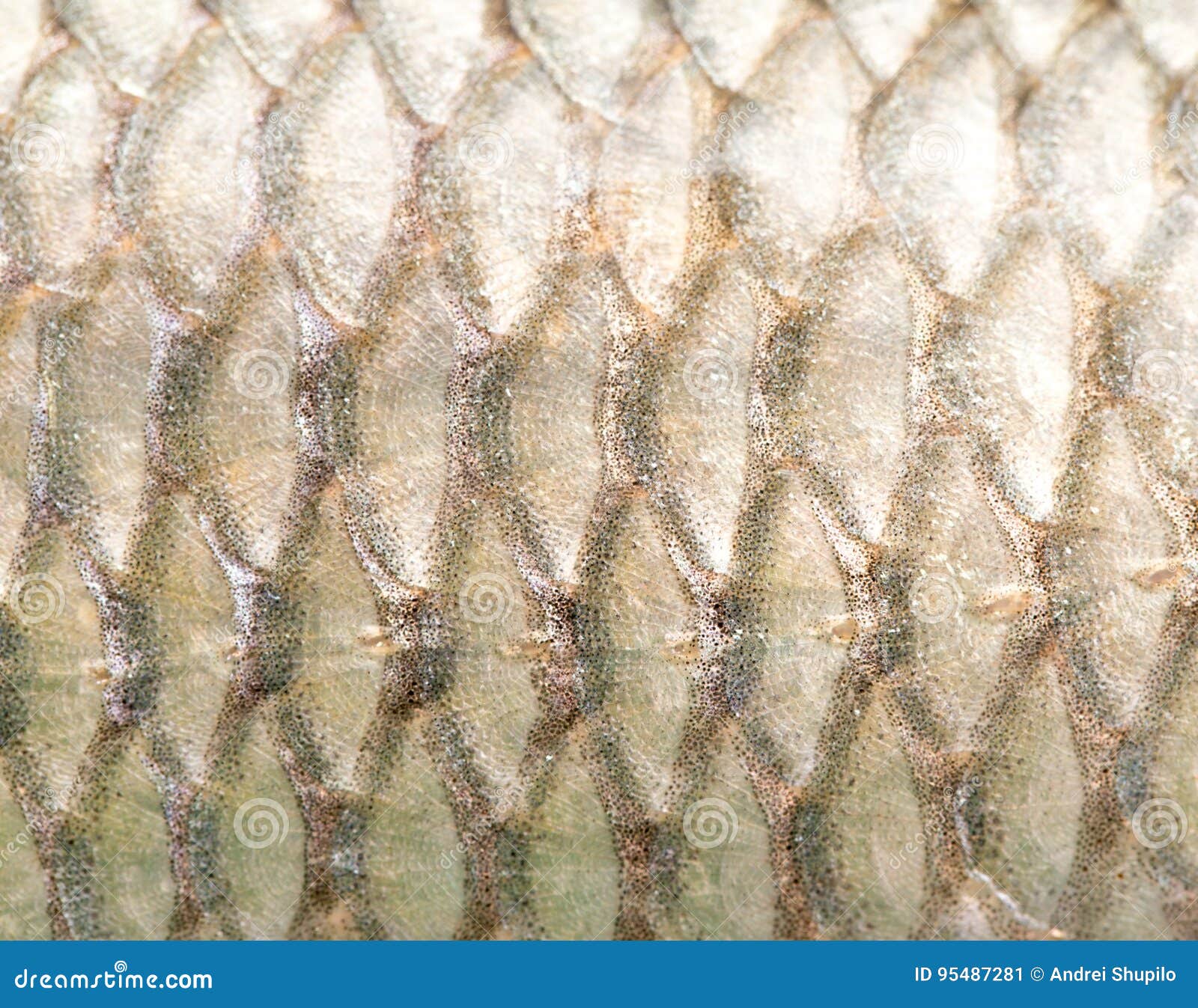Pattern of fish scales stock image. Image of patterned - 95487281