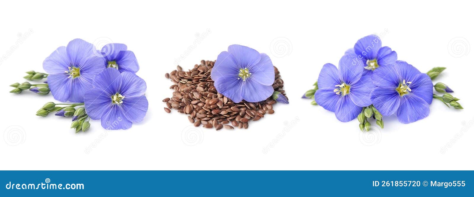 Pattern of flax flowers stock photo. Image of blue, petals - 261855720