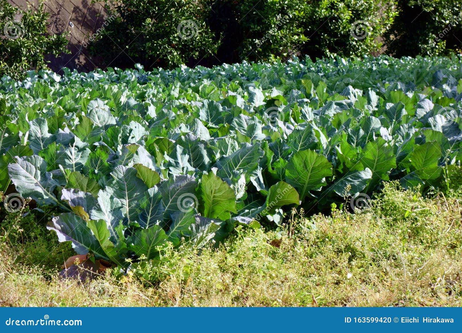 Plantation Cabbage Field Pattern Stock Photo - Image of beautiful ...