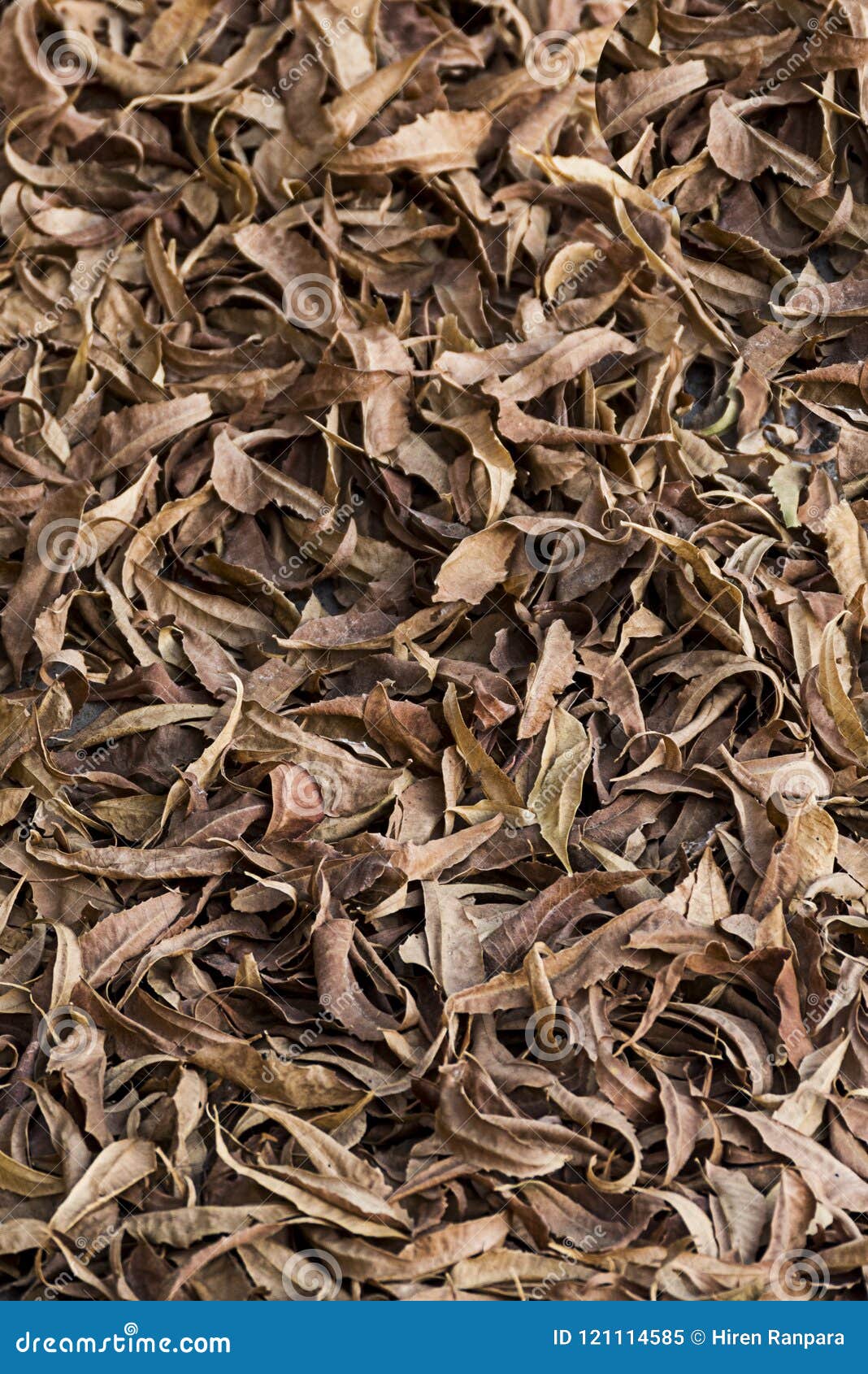Pattern Formed by Dried Dead Leaves Background Texture Stock Image ...