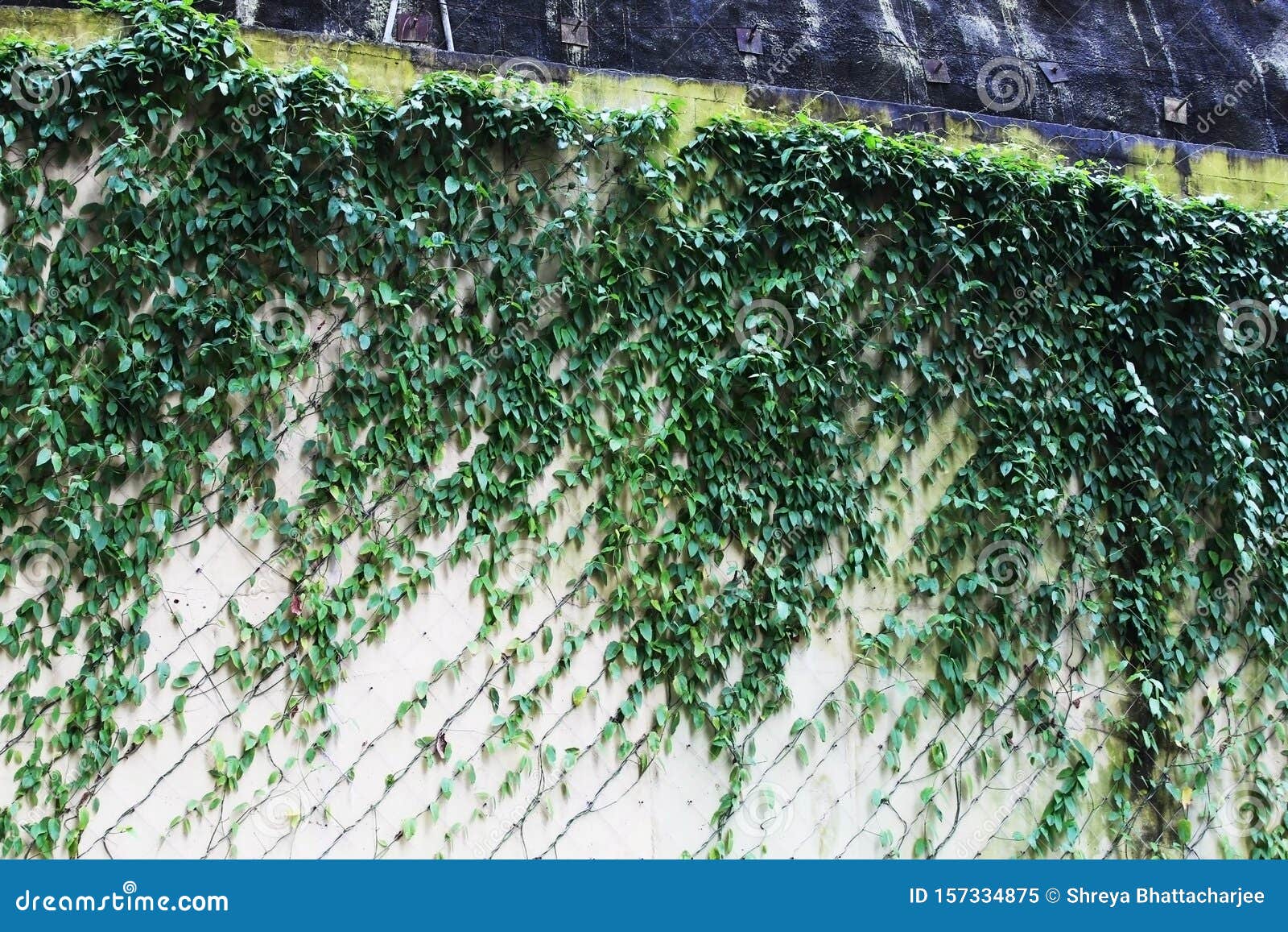 Pattern Formed by Leaves Climbing on a Wall by the Pavement Stock Image ...