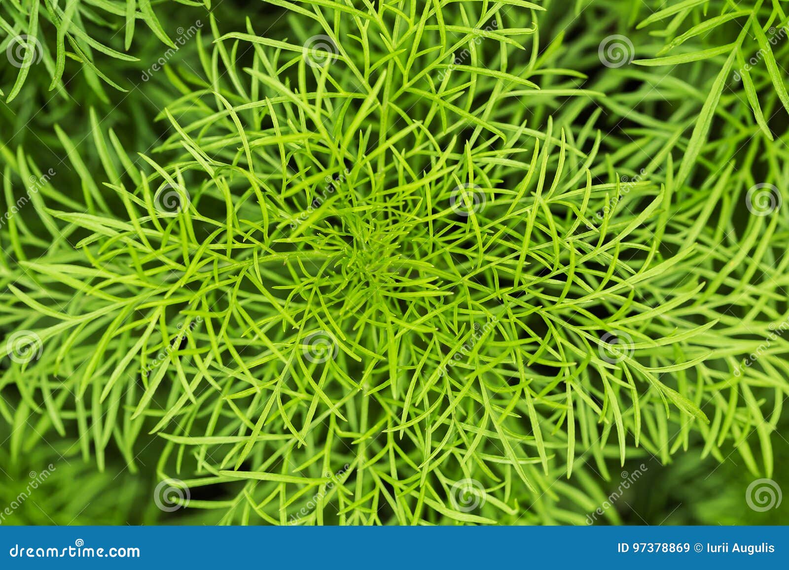 Pattern Formed by the Leaves of the Cosmos Flowers Stock Image - Image ...