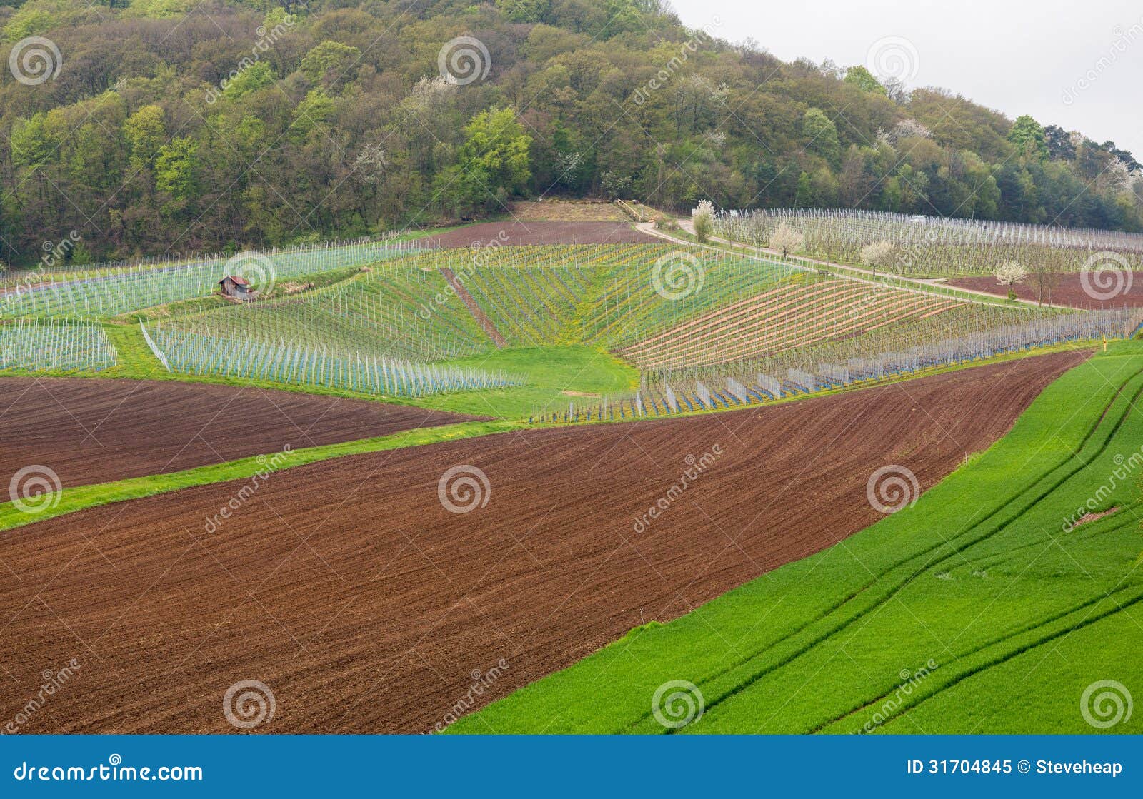 Pattern Formed by Rows of Grape Vines in Vineyard Castell Stock Image ...