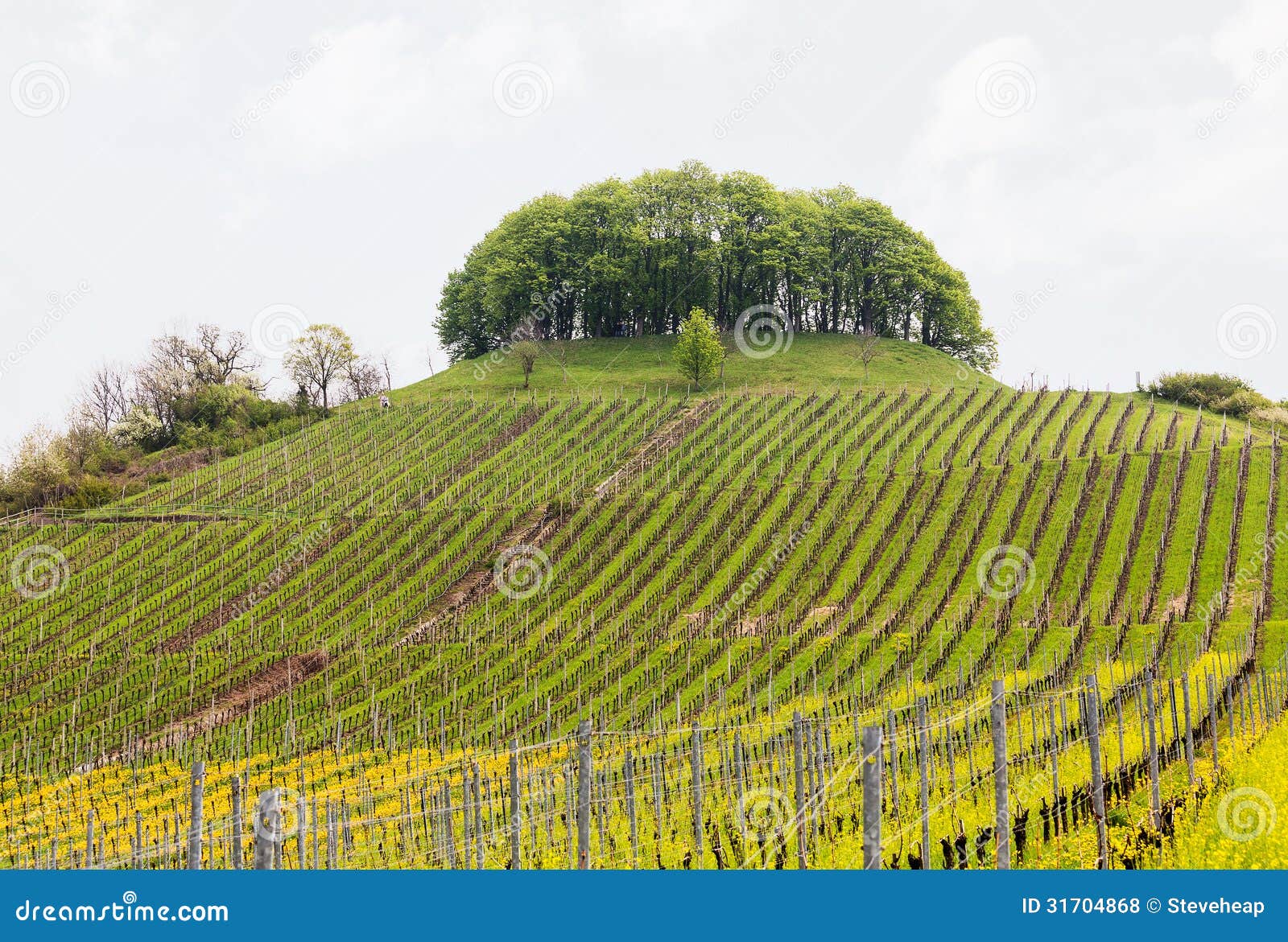 Pattern Formed by Rows of Grape Vines in Vineyard Castell Stock Photo ...