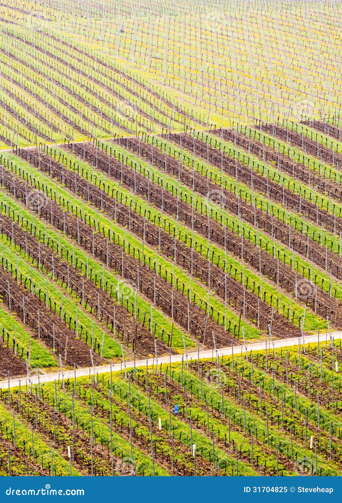 Pattern Formed by Rows of Grape Vines in Vineyard Castell Stock Image ...