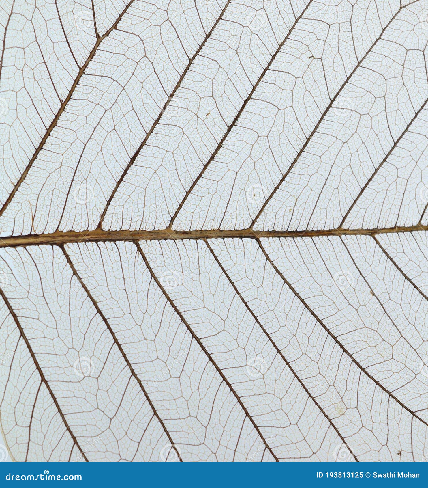Pattern Formed by Skeleton of a Leaf Stock Image - Image of design ...