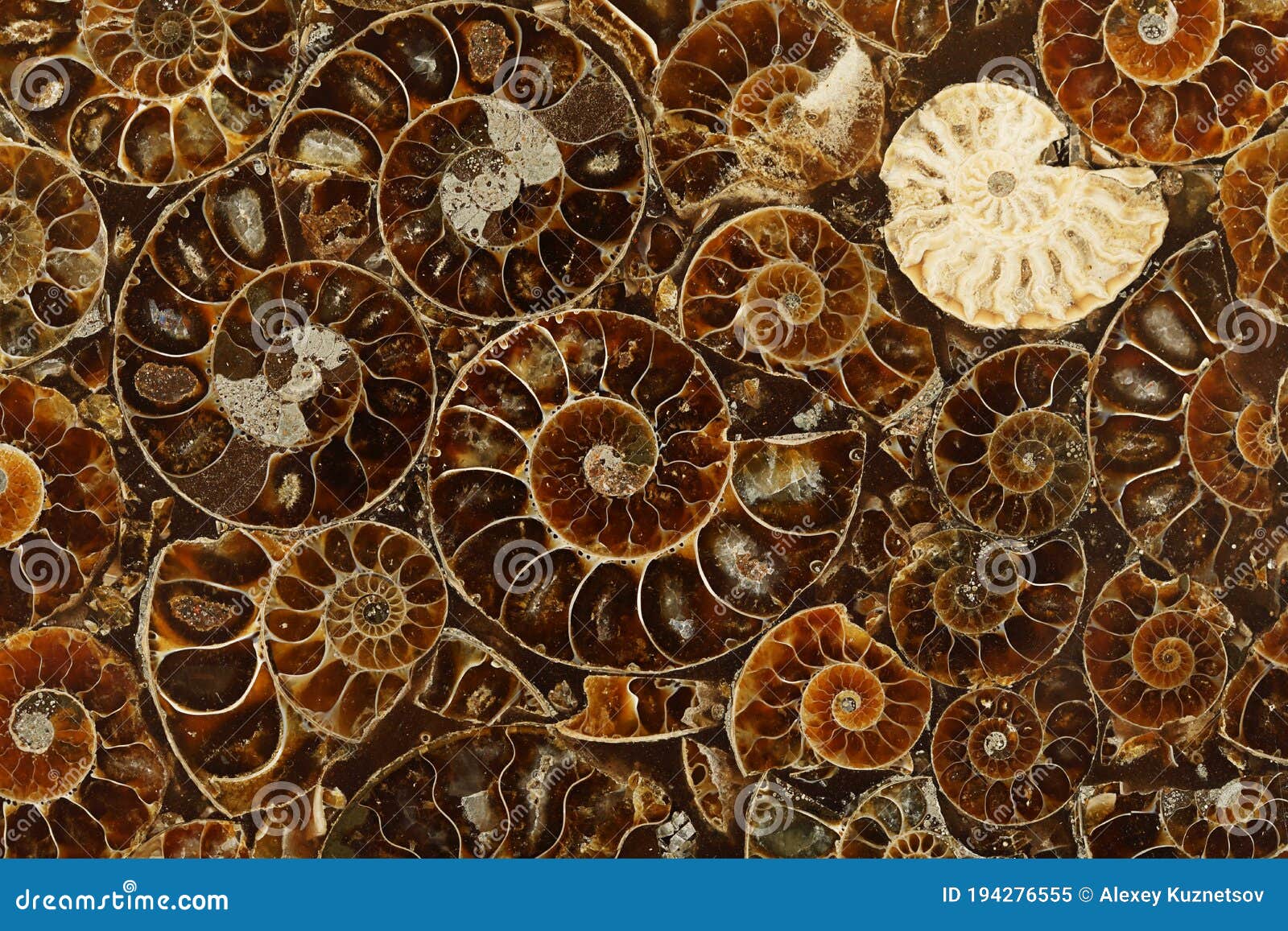 Prehistoric Cephalopods. Octopus Or Squid Fossils Stock Image ...