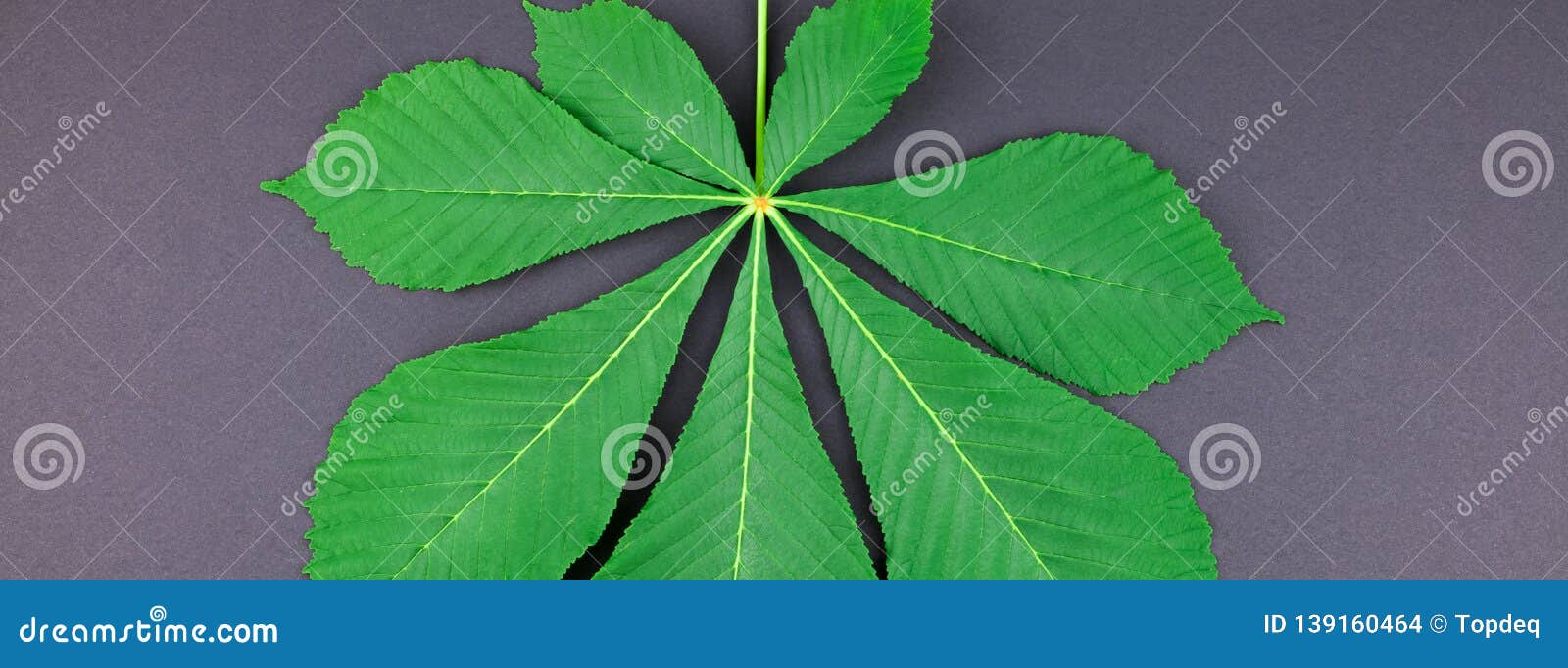 Pattern with Fresh Green Chestnut Leaves Stock Photo - Image of fresh ...