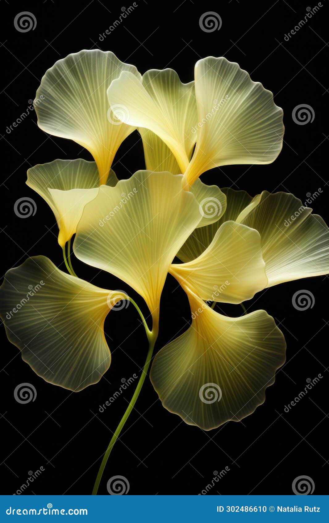 Pattern of Gingko Biloba Leaf Stock Illustration - Illustration of tree ...