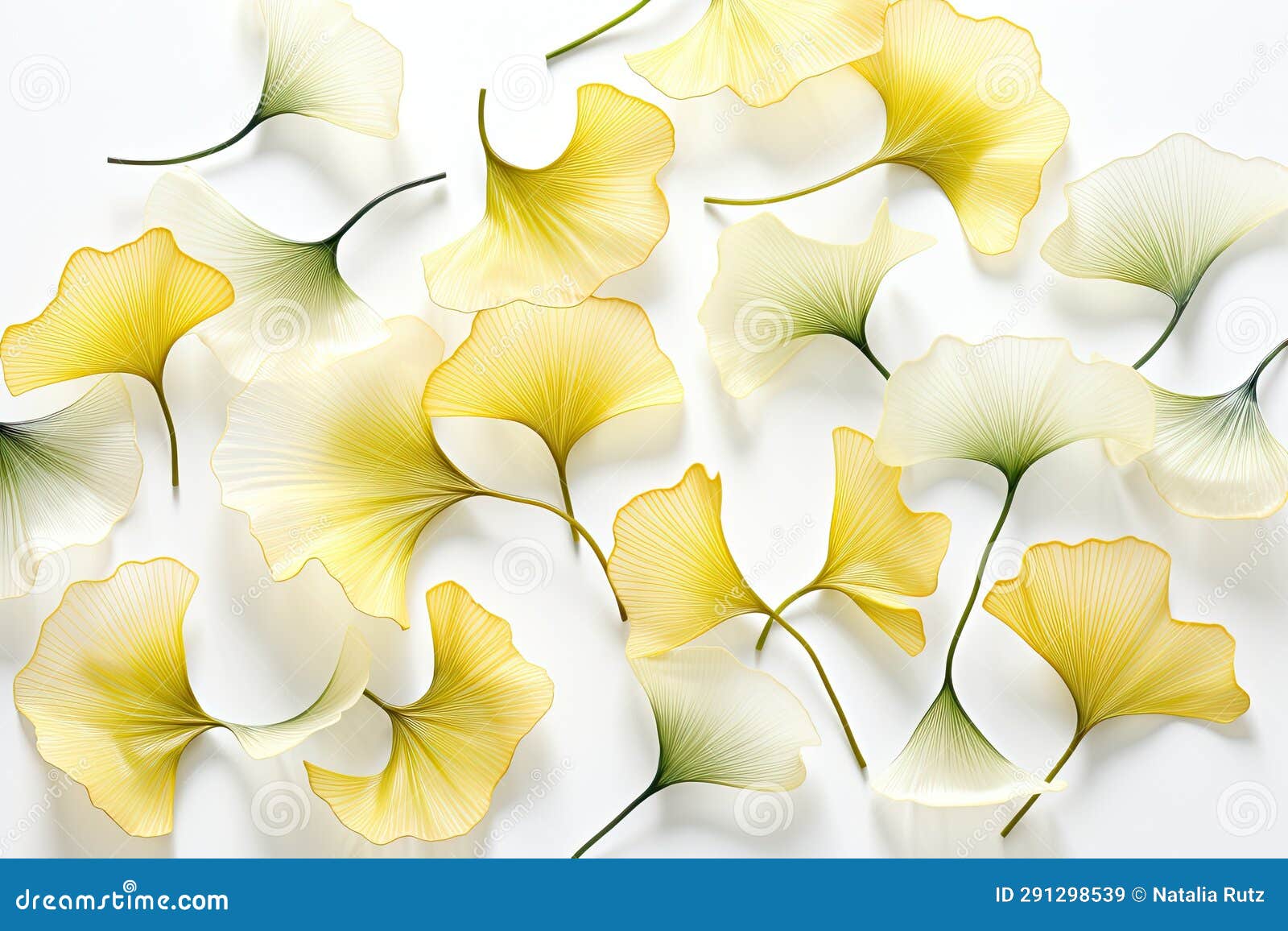 Pattern of Gingko Biloba Leaf Stock Illustration - Illustration of ...