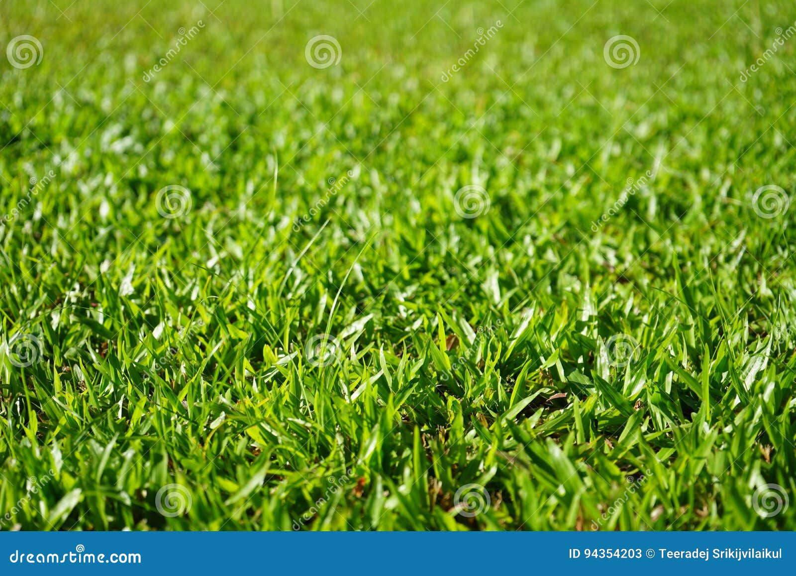 Pattern of grasses stock image. Image of field, nature - 94354203