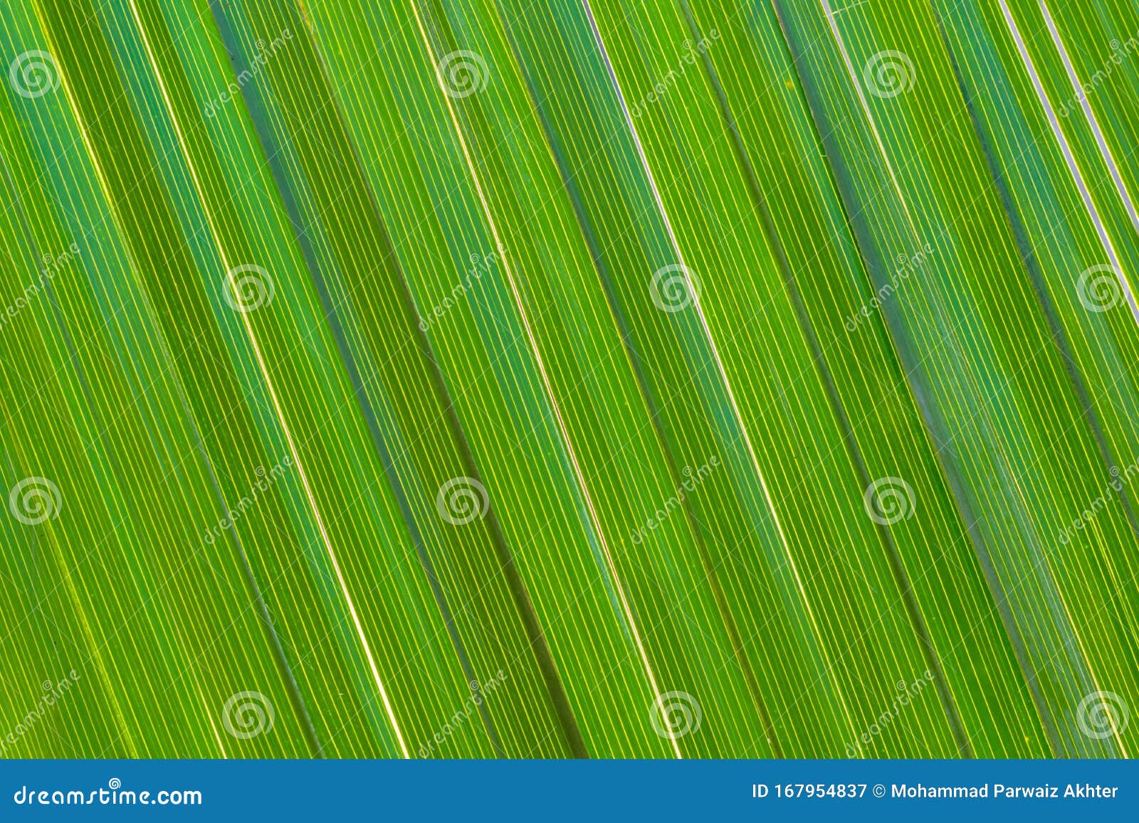 Pattern of Green Date Palm Leaves for a Background Stock Image - Image ...