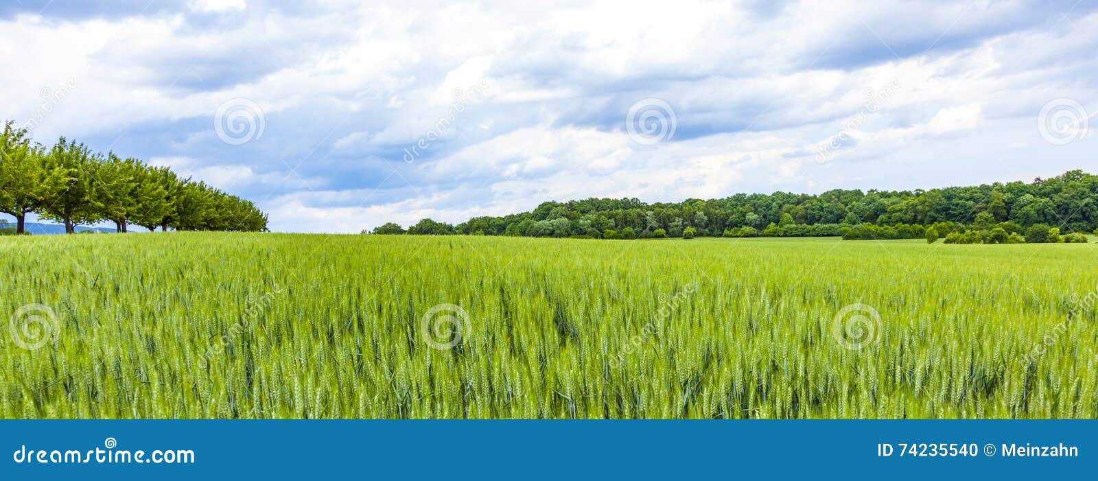 Pattern of Green Grain in Grainfield Stock Photo - Image of light, corn ...