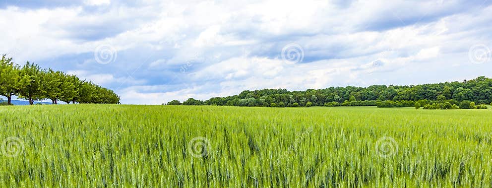 Pattern of Green Grain in Grainfield Stock Photo - Image of light, corn ...