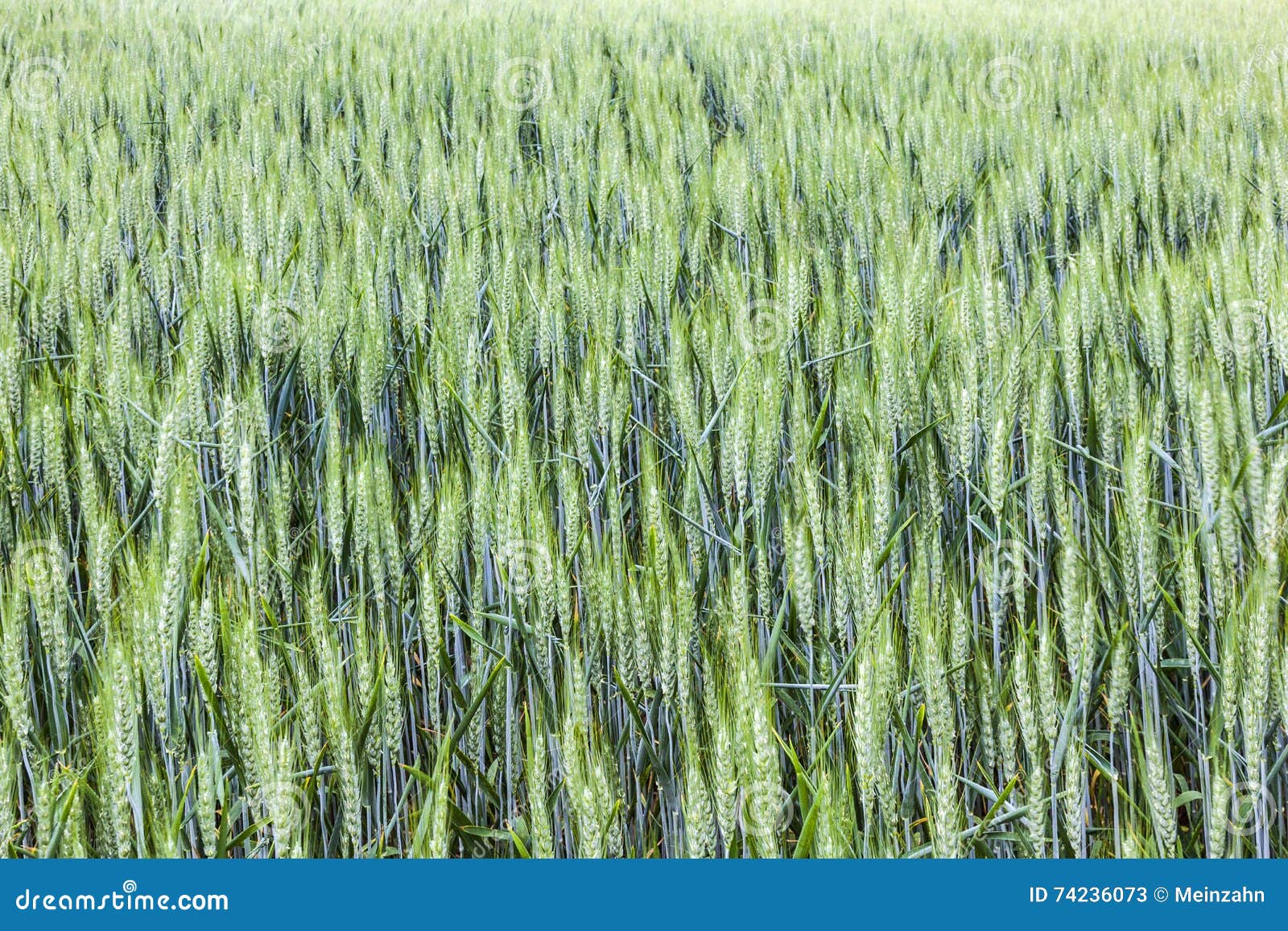 Pattern of Green Grain in Grainfield Stock Image - Image of fresh, corn ...