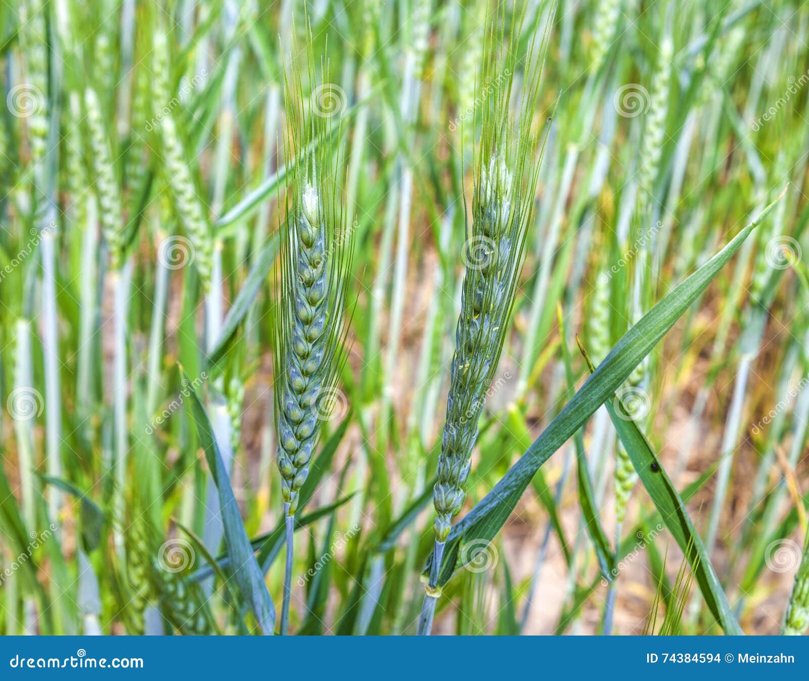 Pattern of Green Grain in Grainfield Stock Photo - Image of green ...