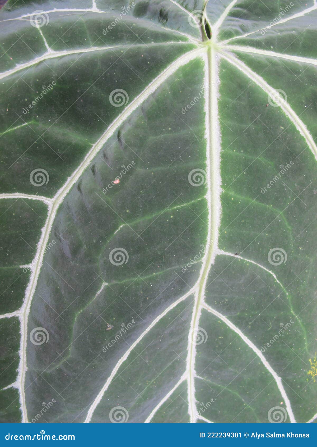 Pattern of green leaf bone stock image. Image of nature - 222239301