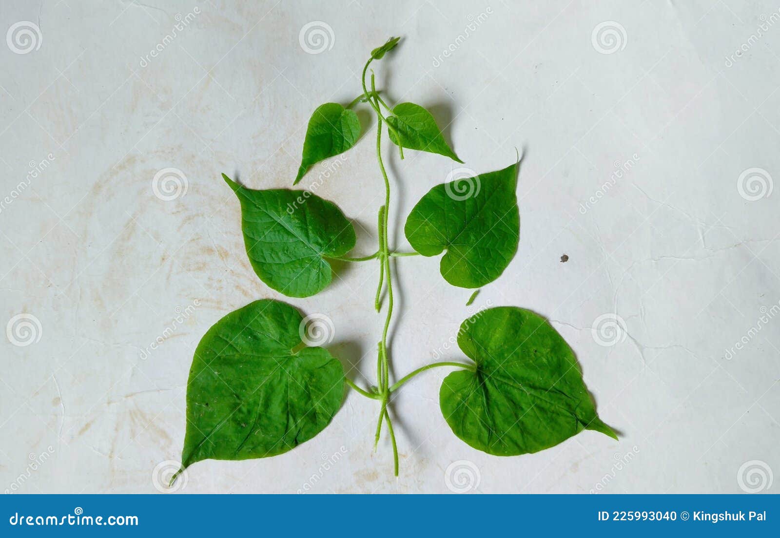 Pattern of Green Leaf Design S Stock Photo - Image of vegetable ...