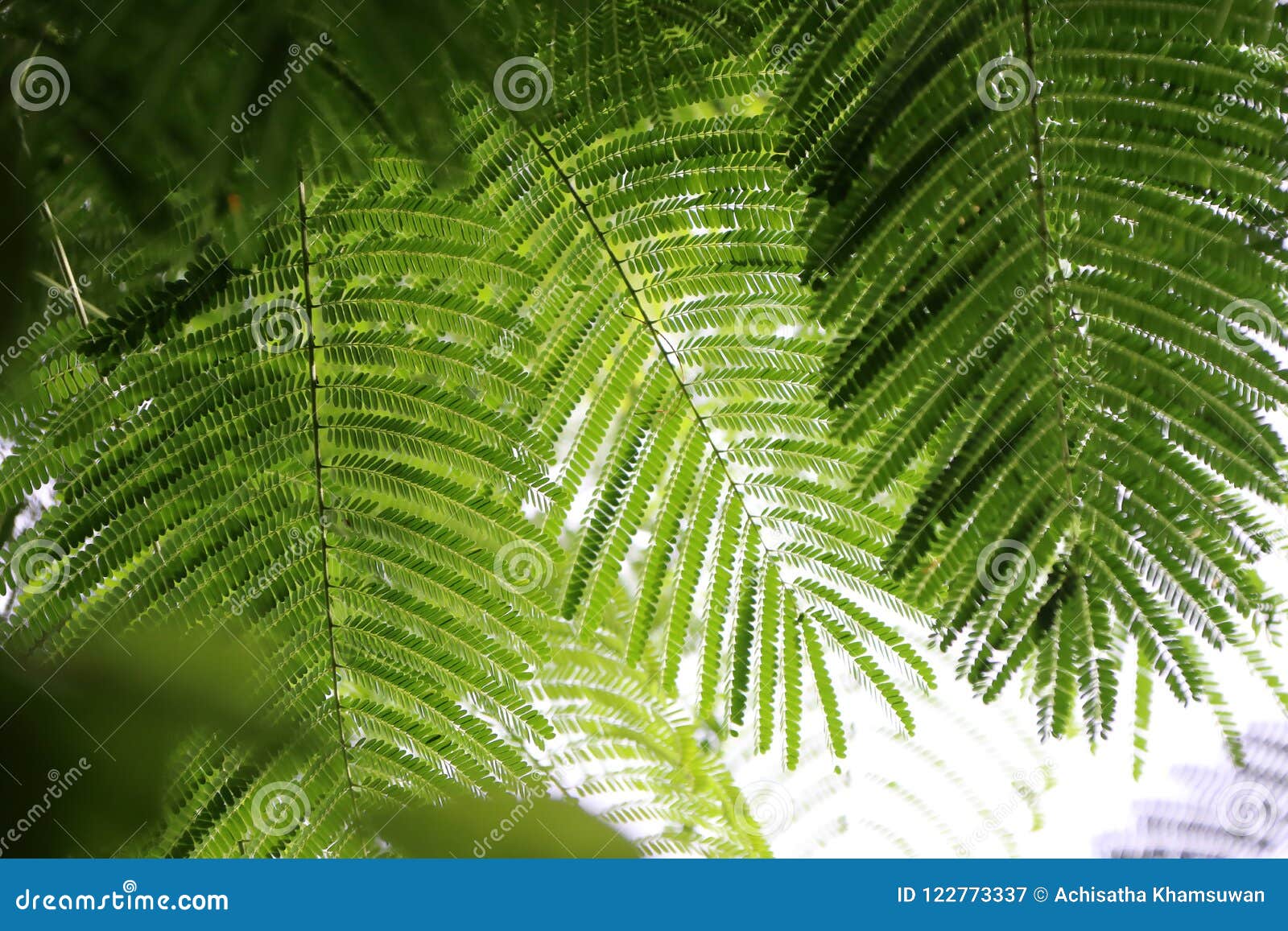 Pattern Mimosa Albizia Julibrissin Foliage And Flowers Royalty-Free ...