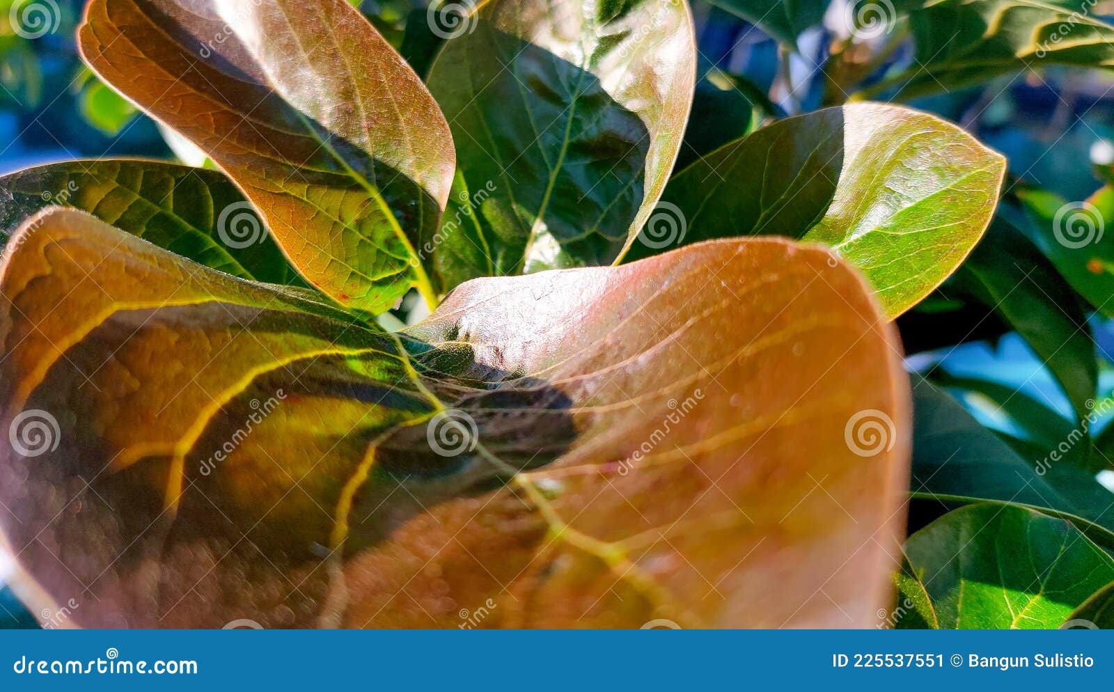 Unique and Nice Leaf Pattern Stock Image - Image of texture, clouds ...