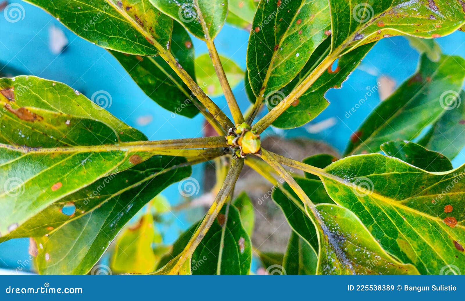 Unique and Nice Leaf Pattern Stock Image - Image of tasty, avery: 225538389