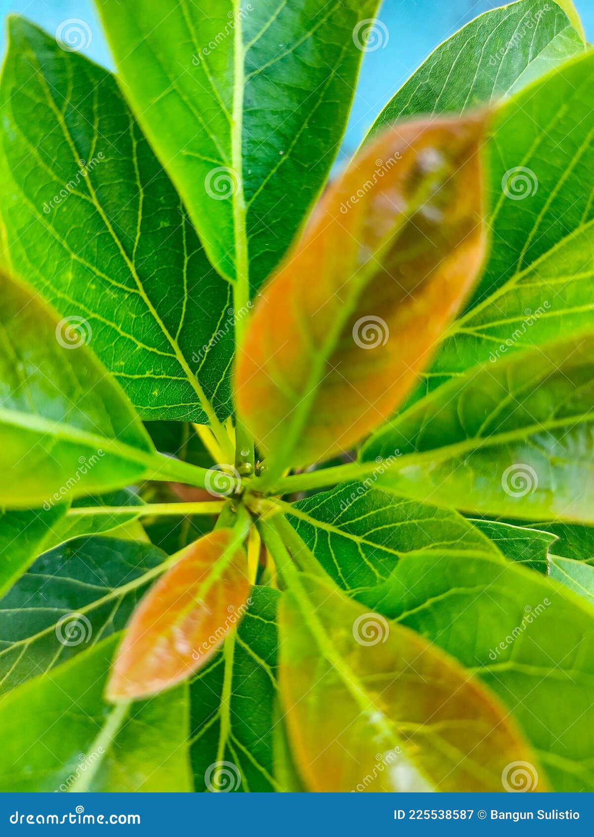 Unique and Nice Leaf Pattern Stock Image - Image of texture, fence ...