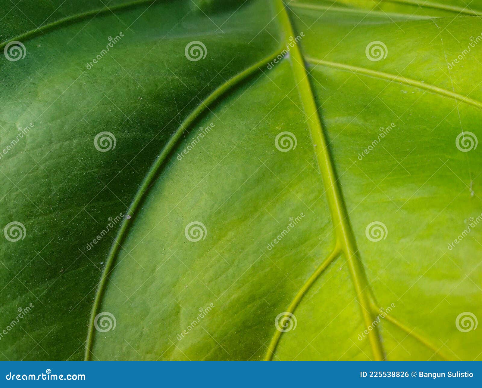 Unique and Nice Leaf Pattern Stock Photo - Image of tree, simple: 225538826