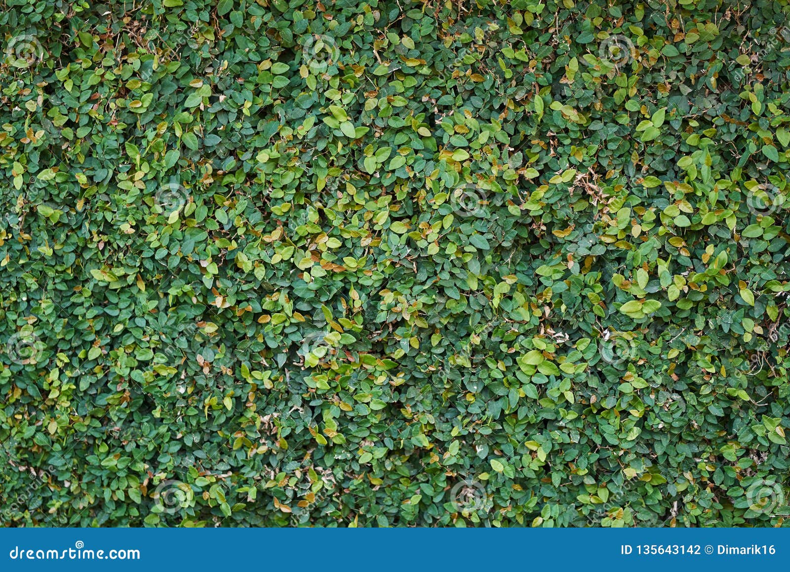 Pattern of Green Plant Leaves Stock Photo - Image of fresh, outdoor ...