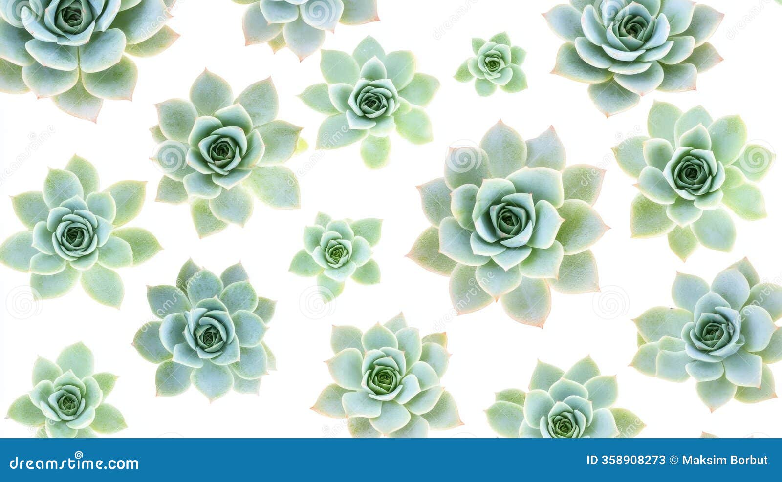 Green Rosettes Of Succulent Aeonium Arboreum Stock Image ...