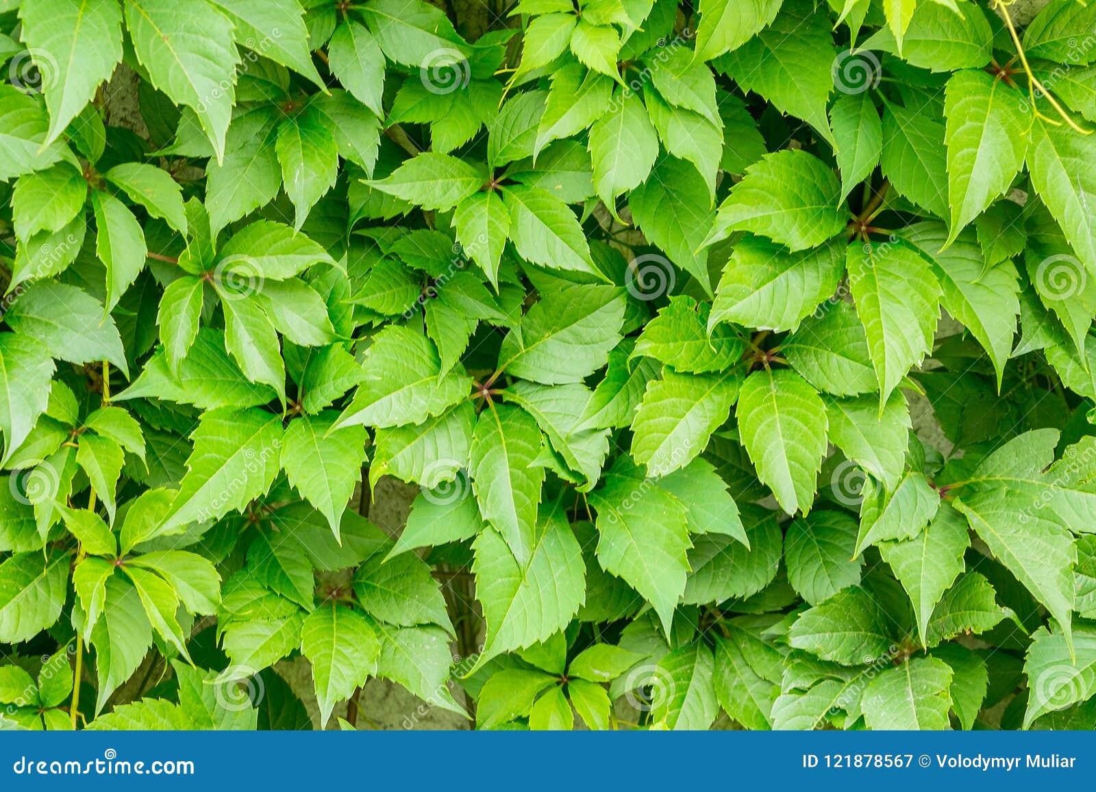Pattern of Green Small Leaves, Background for Design_ Stock Image ...