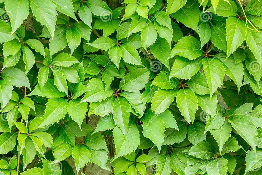 Pattern of Green Small Leaves, Background for Design_ Stock Image ...