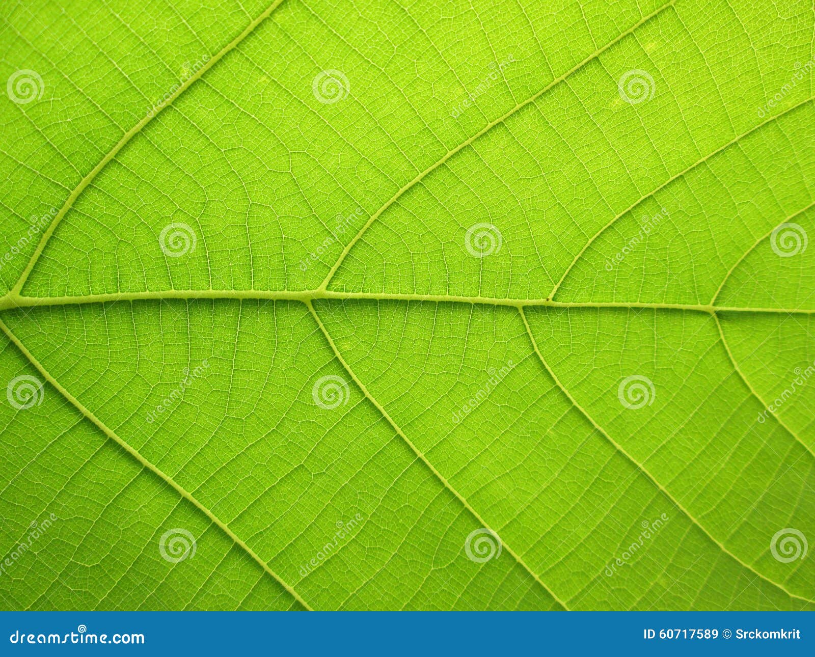 7,534 Green Teak Stock Photos - Free & Royalty-Free Stock Photos from ...