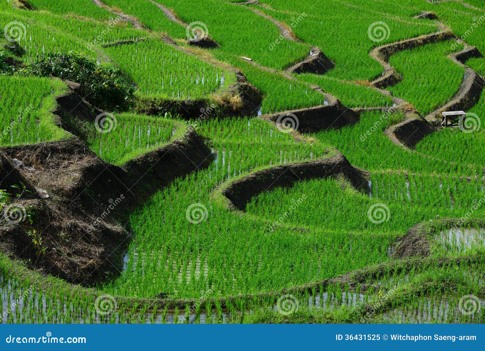 The Pattern of Green Terraced Rice Field Stock Image - Image of hill ...